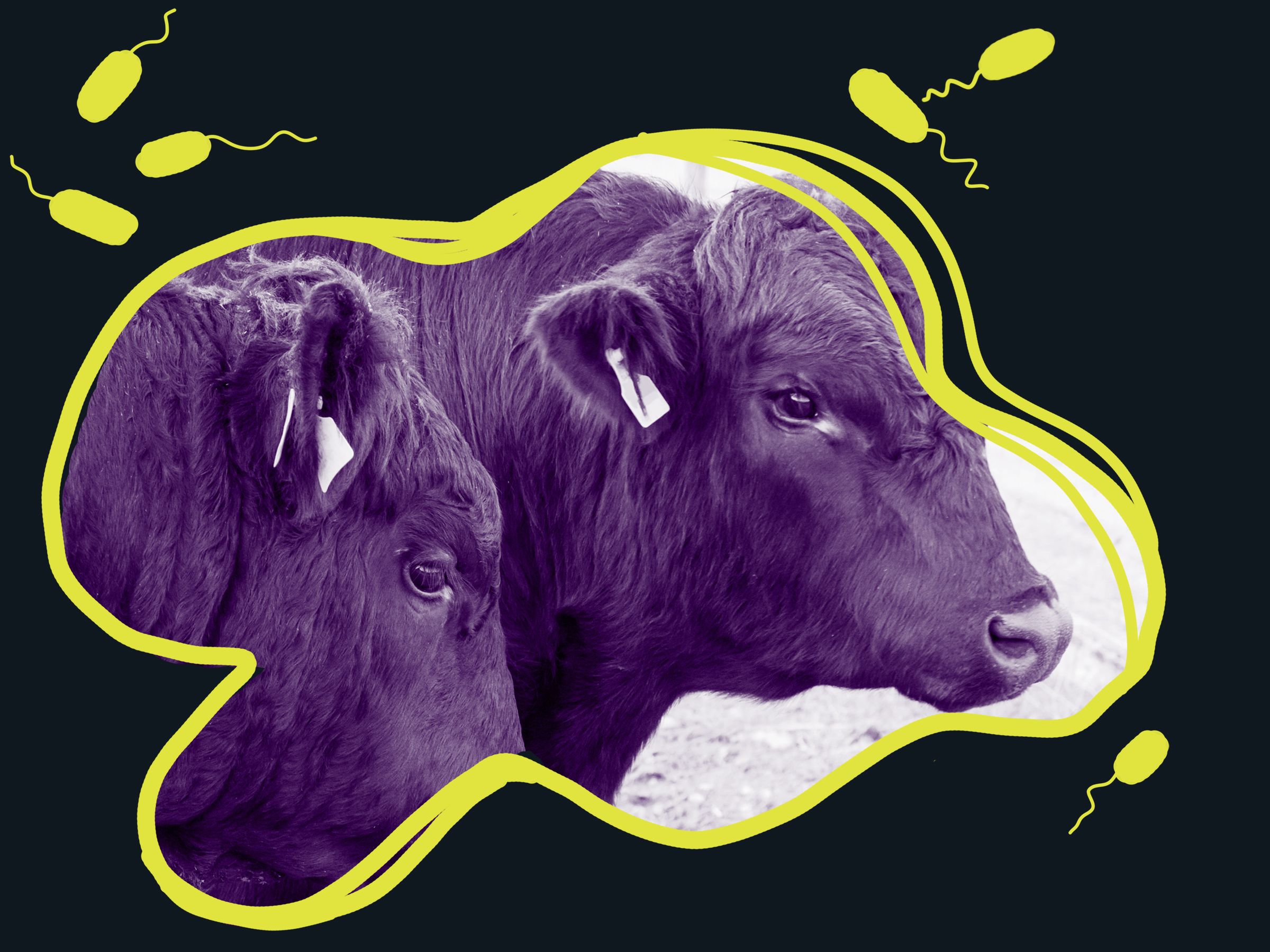 Food Safety Begins on the Farm